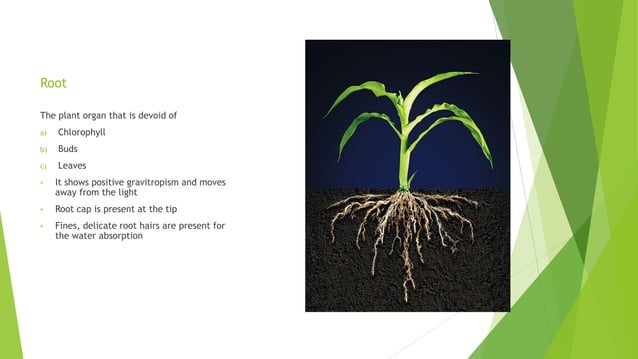 Root morphology | PPTX | Gardening | Home & Garden
