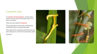 Root morphology | PPTX
