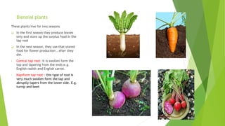 Root morphology | PPTX