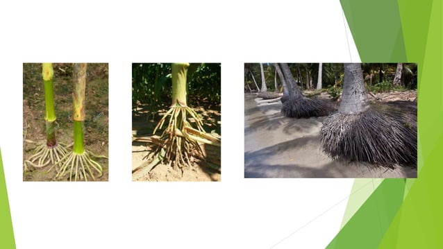 Root morphology | PPT