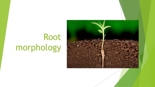 Root morphology