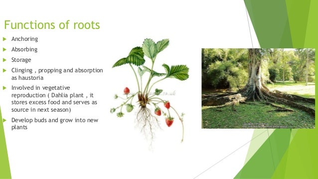 Root morphology