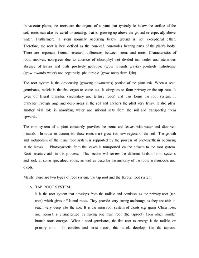 Root morphology | DOCX
