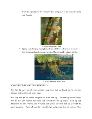 Root morphology | DOCX
