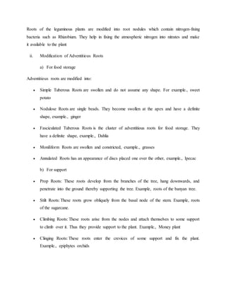 Root morphology | DOCX