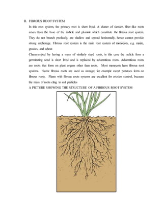 Root morphology | DOCX