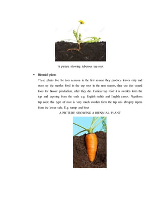 Root morphology | DOCX