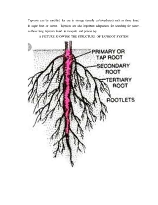 Root morphology | PDF