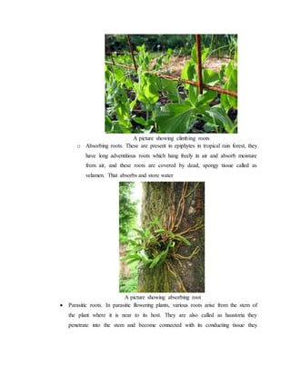 Root morphology | PDF