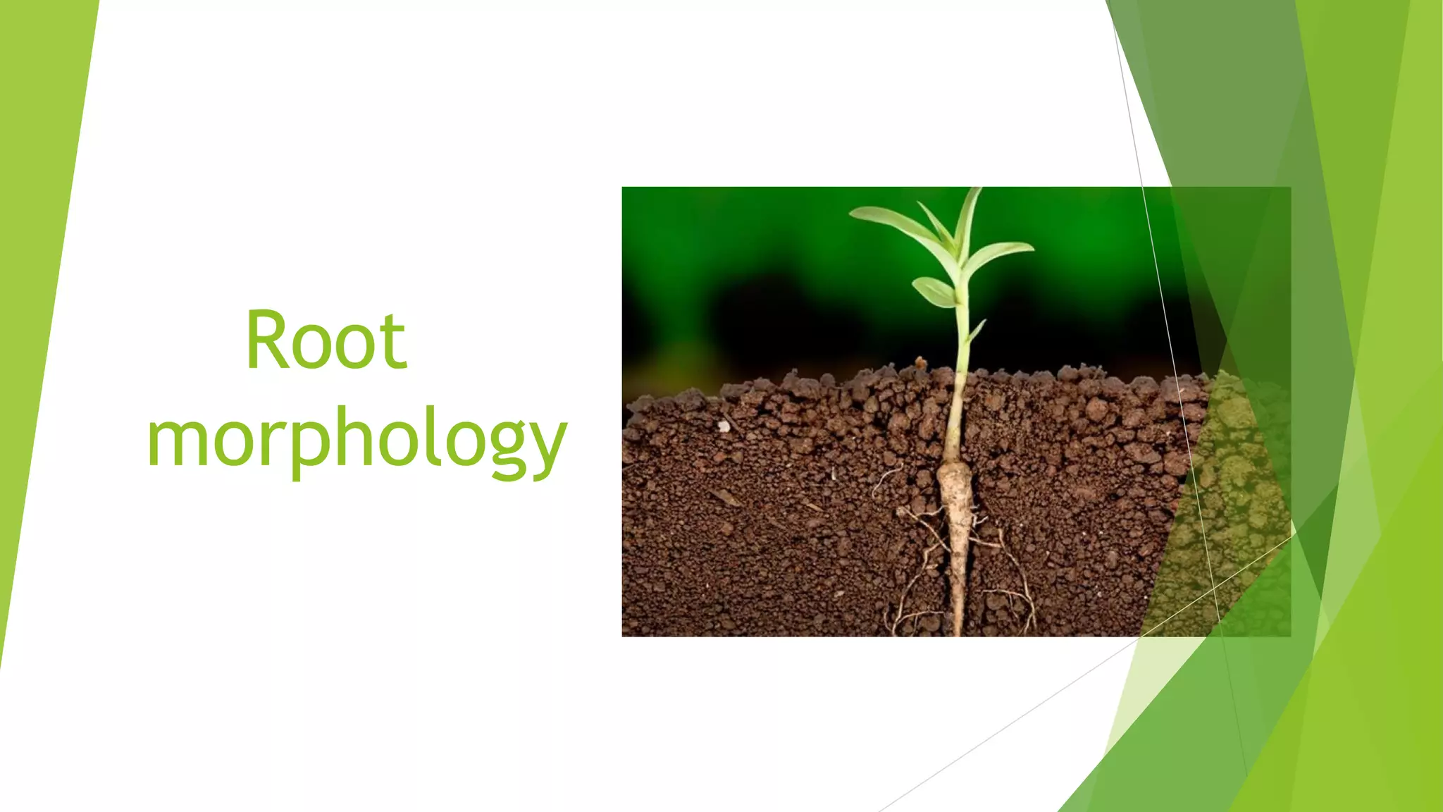 Root morpology ppt | PDF