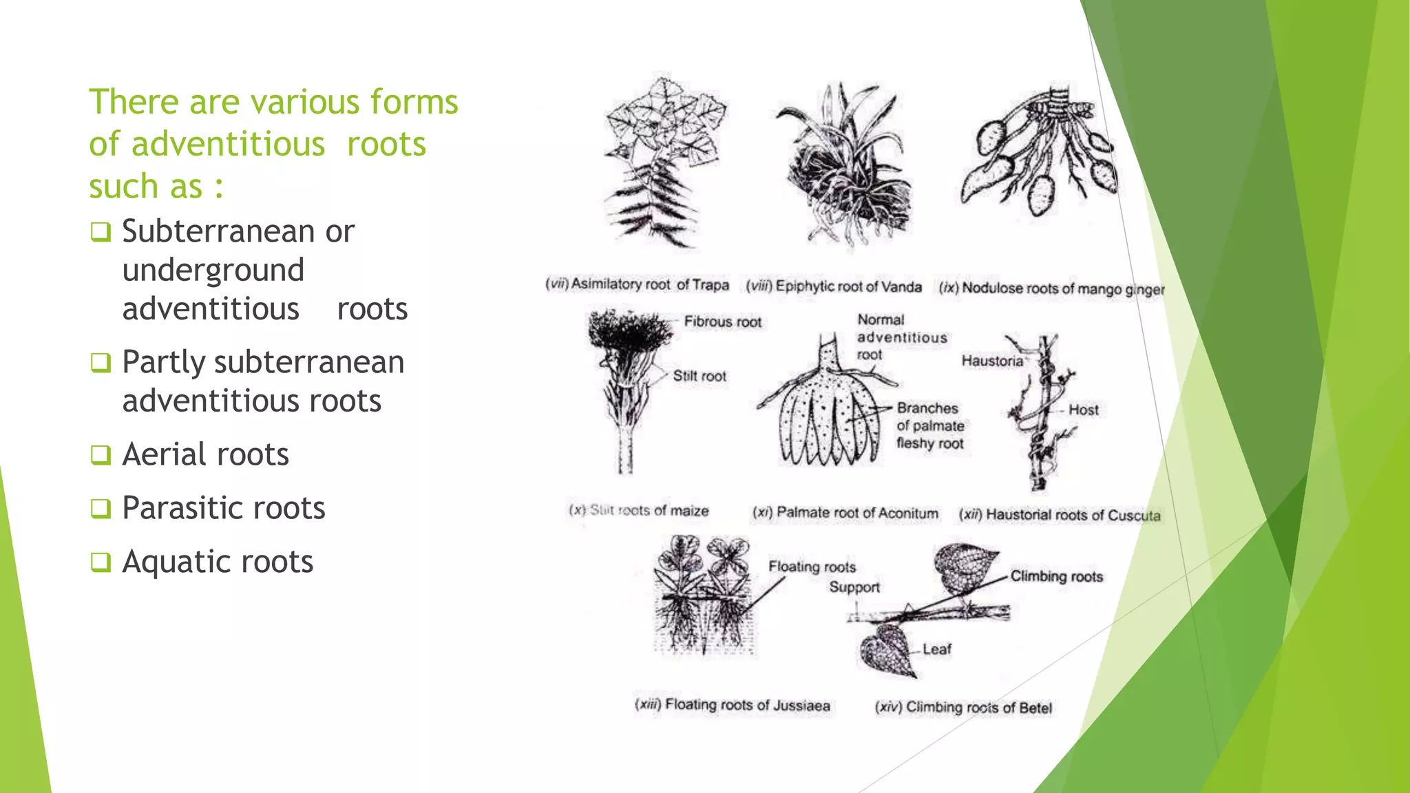 Root morpology ppt | PDF