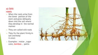 Root morpology ppt | PDF