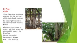 Root morpology ppt | PDF