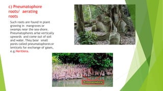 Root morpology ppt | PDF