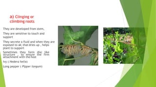Root morpology ppt | PDF