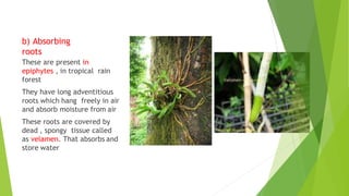 Root morpology ppt | PDF