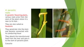 Root morpology ppt | PDF
