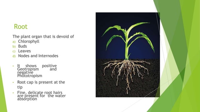 Root morpology ppt | PPT