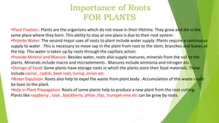 Root morpology ppt | PDF