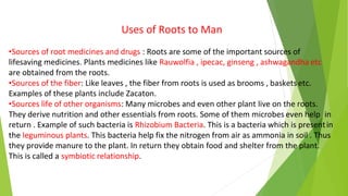 Root morpology ppt | PDF