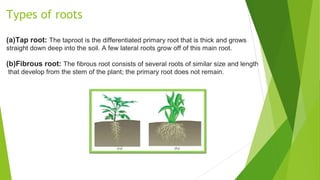 Root morpology ppt | PDF