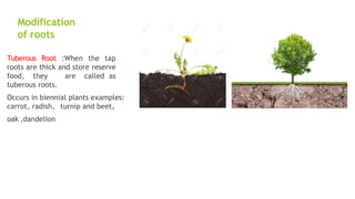 Root morpology ppt | PDF
