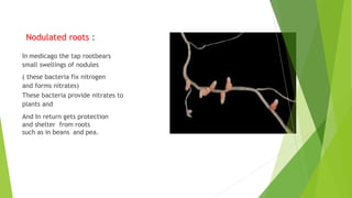 Root morpology ppt | PDF