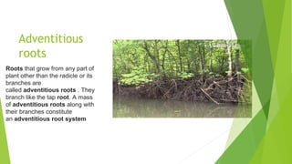 Root morpology ppt | PDF