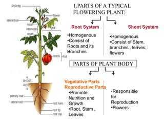 Root and stem | PPT