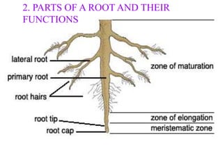 Root and stem | PPTX