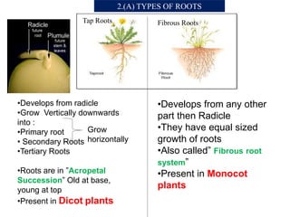 Root and stem | PPT