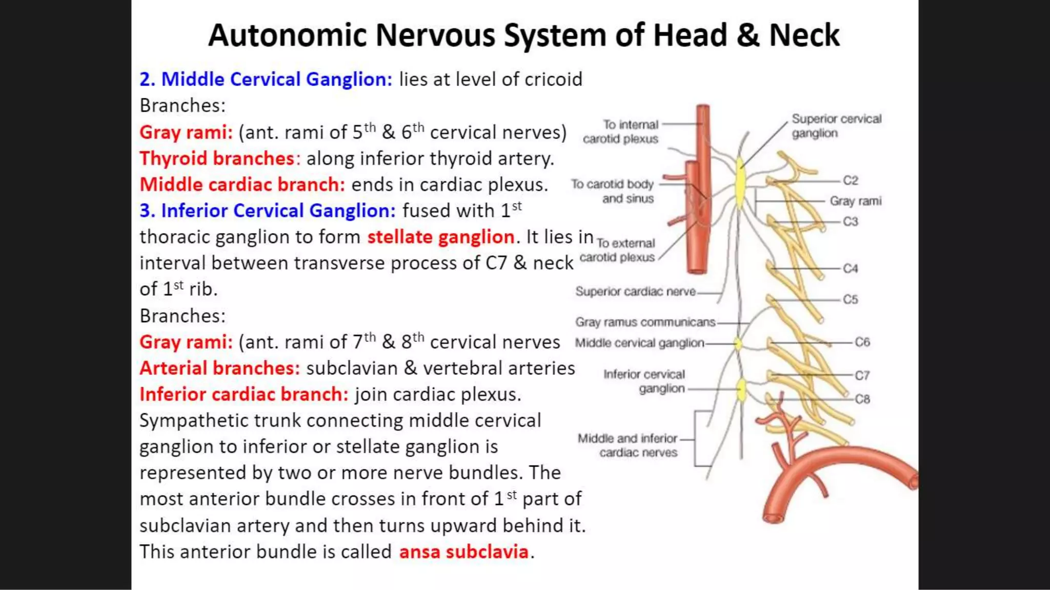 Root of neck by dr.meher (BDS.MSPH,C-IMP) | PPTX