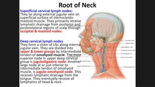 Root of neck by dr.meher (BDS.MSPH,C-IMP) | PPTX