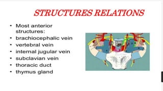 Root of neck by dr.meher (BDS.MSPH,C-IMP) | PPTX