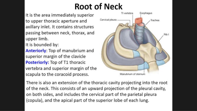 Root of neck by dr.meher (BDS.MSPH,C-IMP) | PPTX