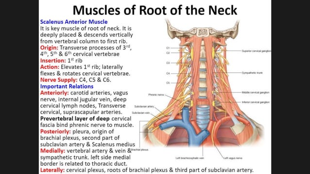 Root of neck by dr.meher (BDS.MSPH,C-IMP) | PPTX
