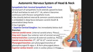 Root of neck by dr.meher (BDS.MSPH,C-IMP) | PPTX