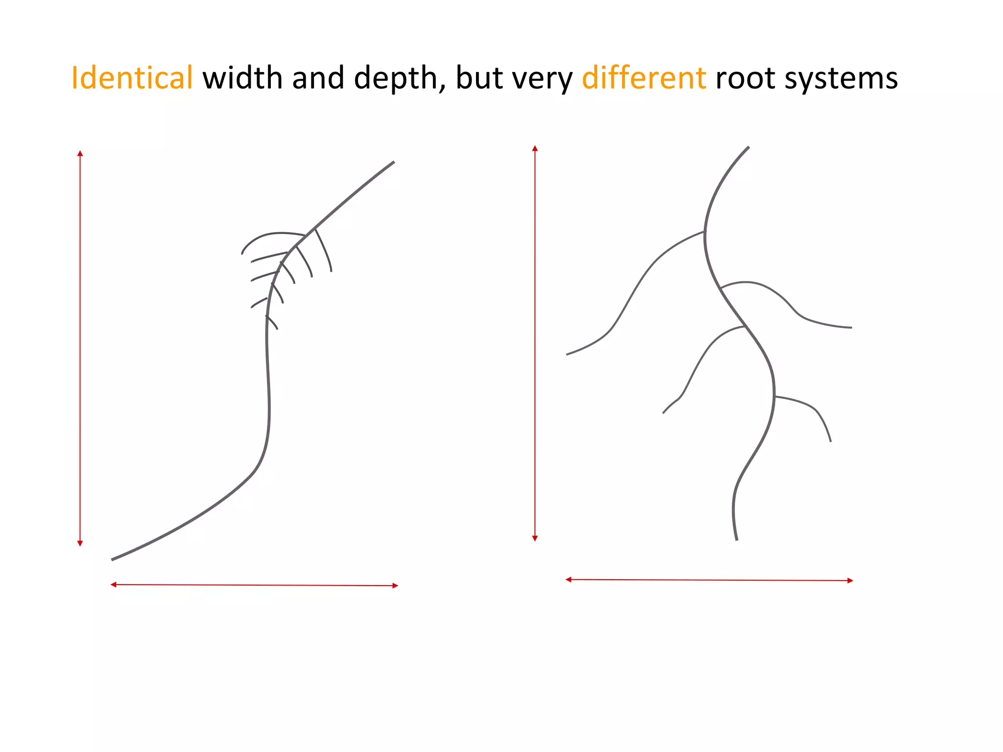 Root phenotyping | PPTX | Gardening | Home & Garden