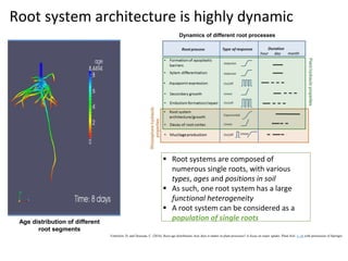 Root phenotyping | PPTX