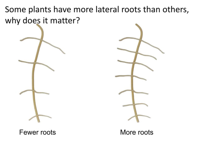 Root phenotyping | PPTX | Gardening | Home & Garden