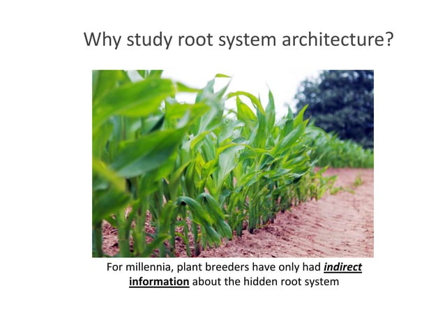 Root phenotyping | PPTX | Gardening | Home & Garden