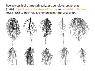 Root phenotyping | PPTX