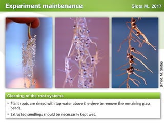 Root phenotyping system | PDF