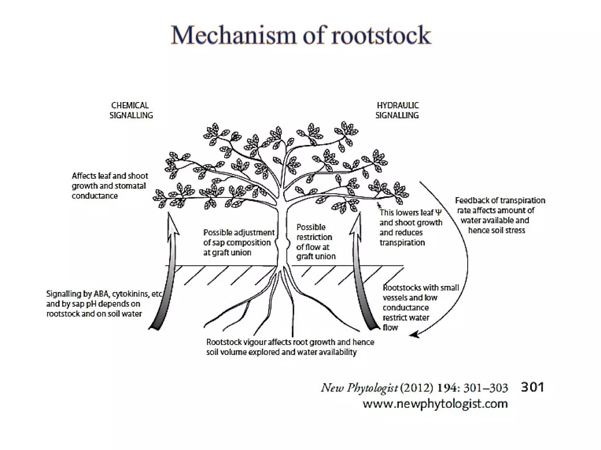 Rootstock | PPT