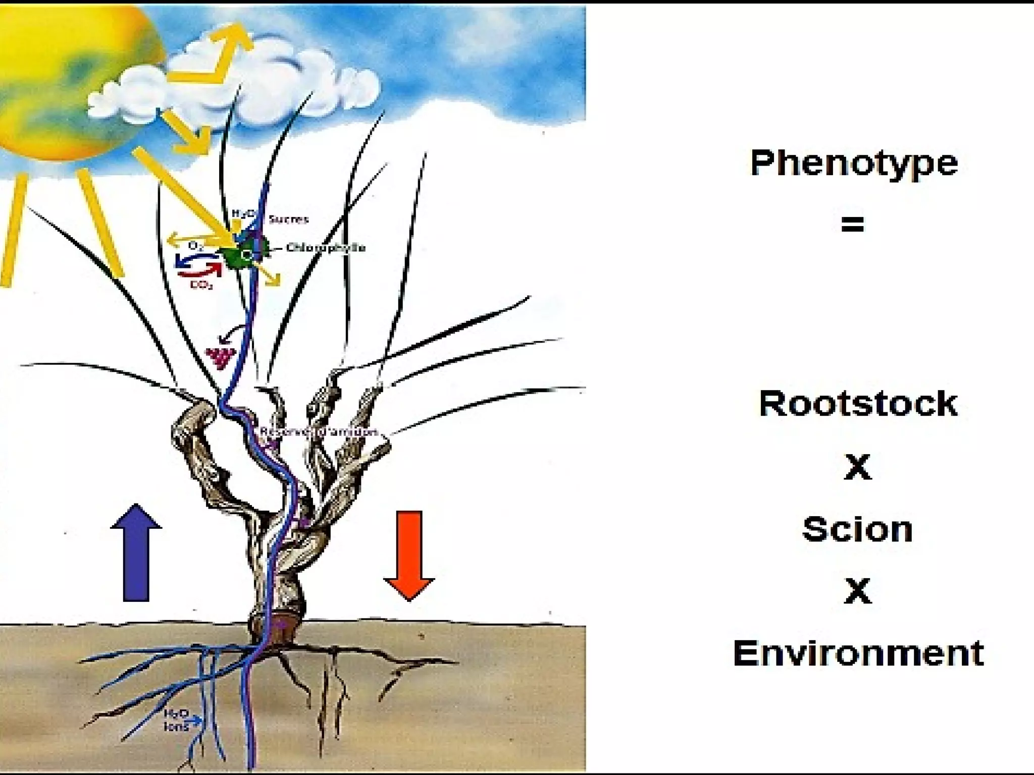 Rootstock | PPT