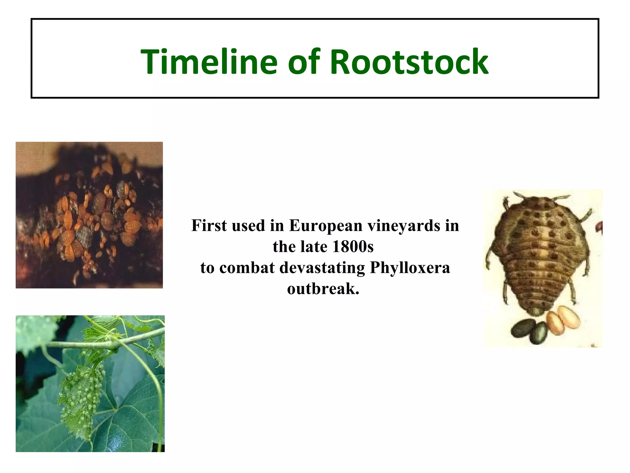 Rootstock | PPT