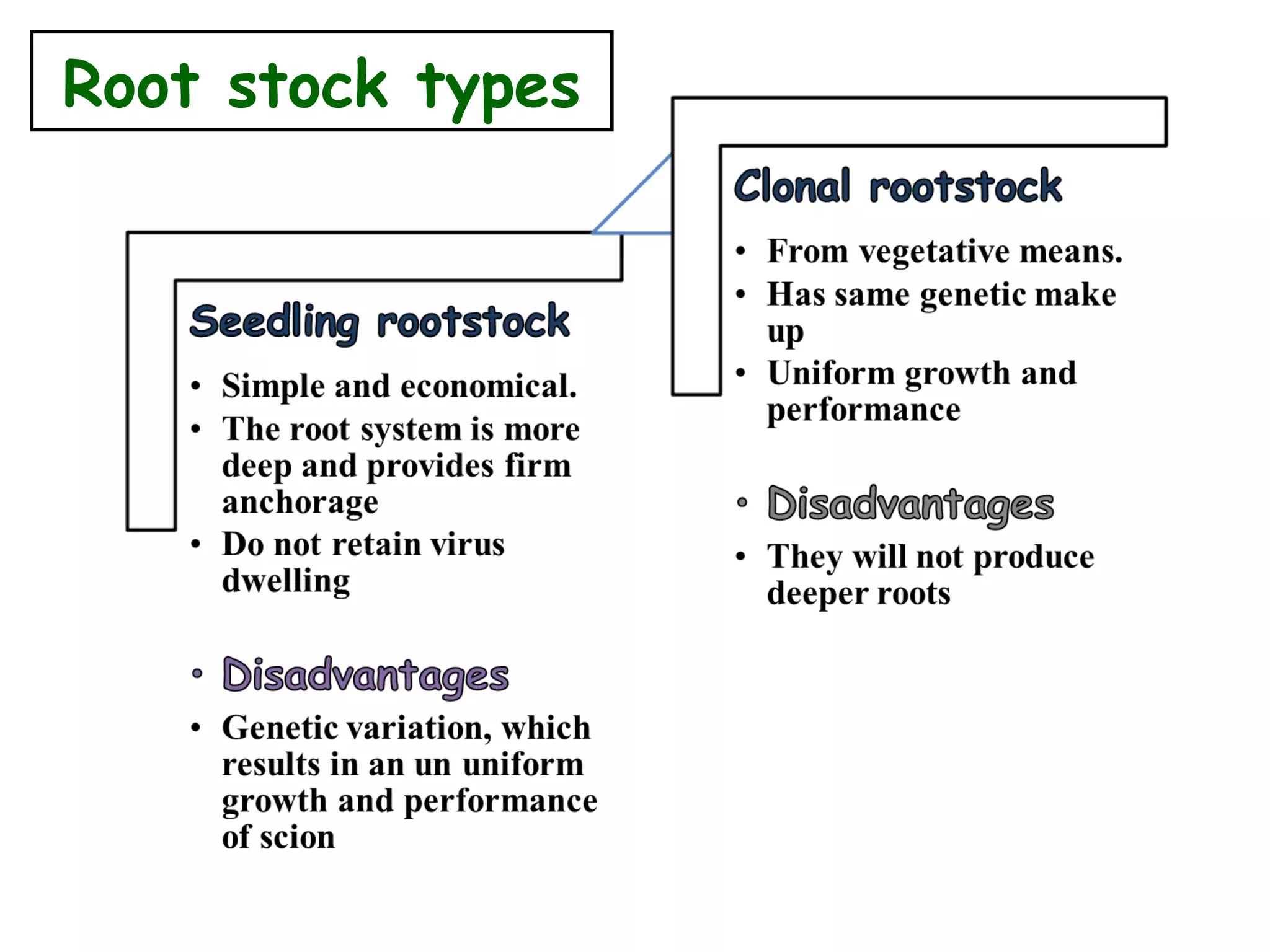 Rootstock | PPT