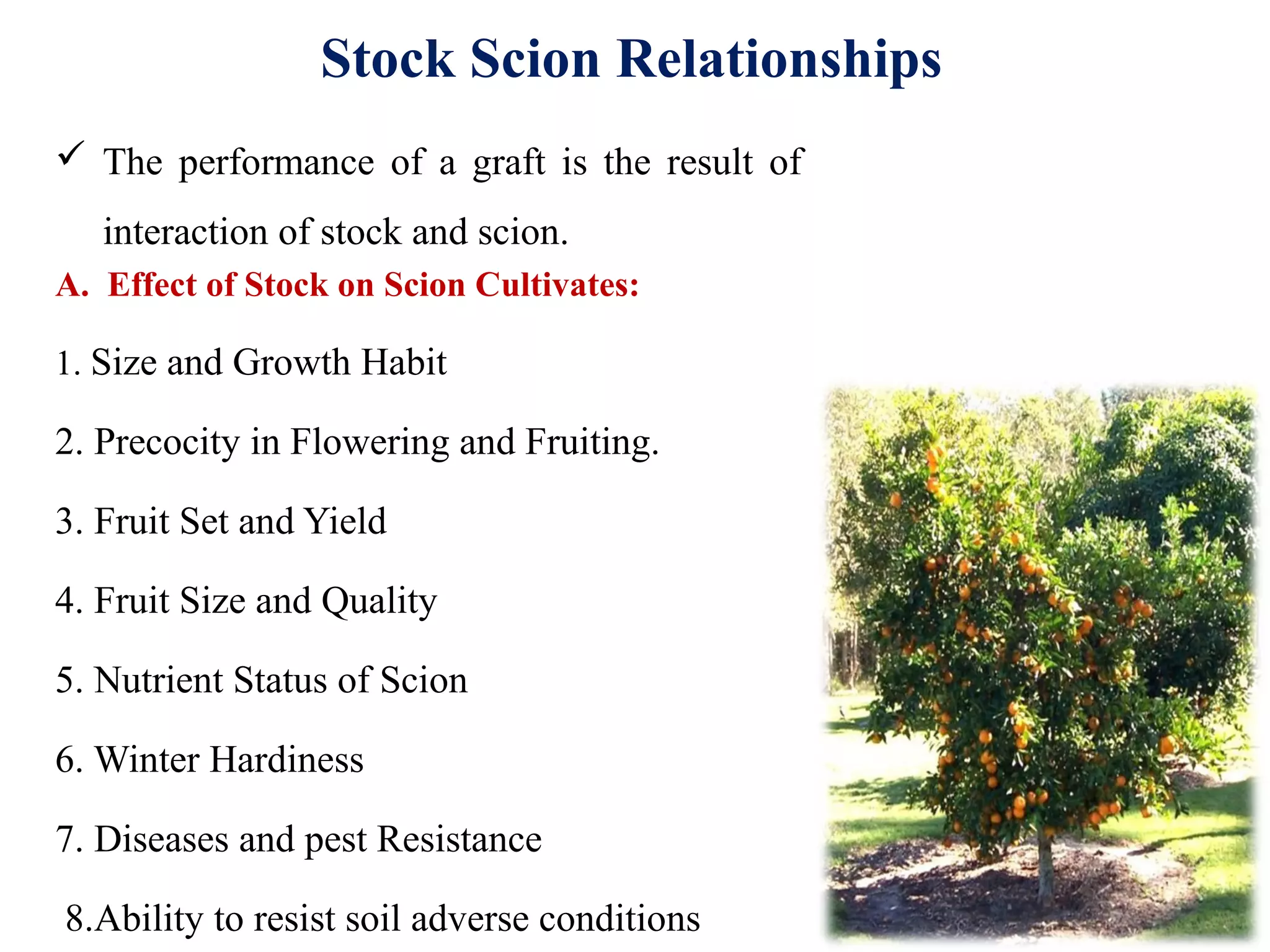 Rootstock | PPT