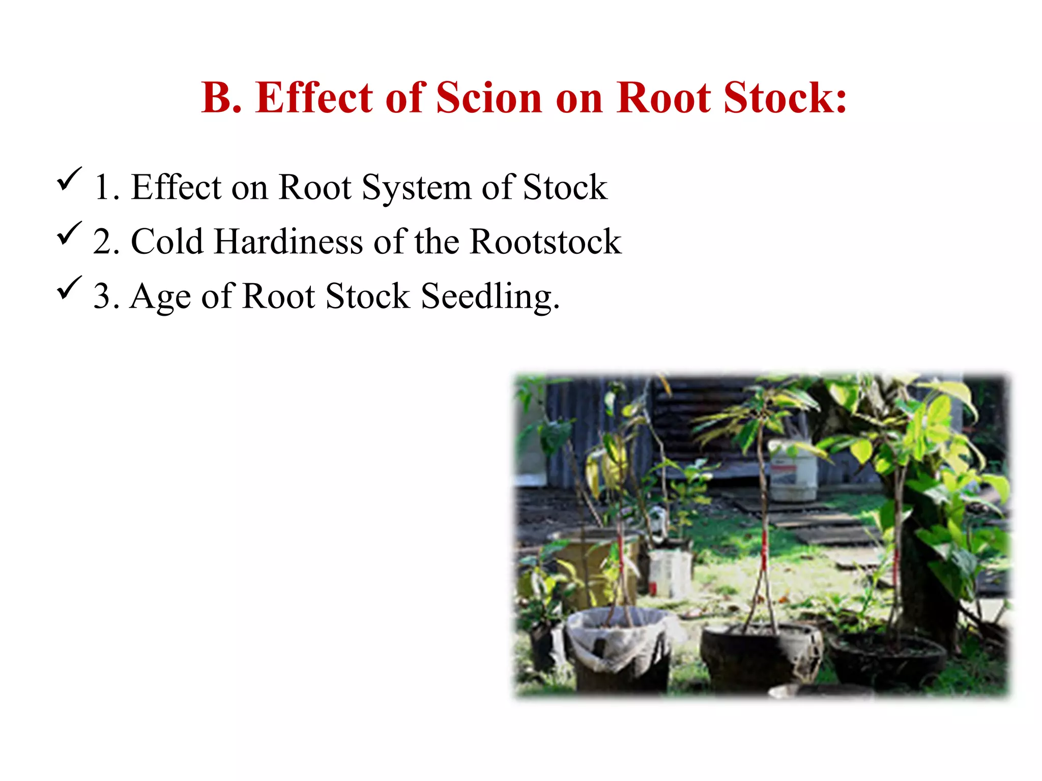 Rootstock | PPT