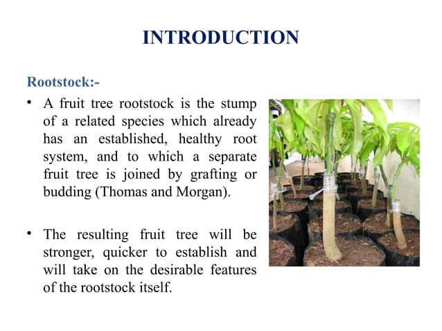 Rootstock | PPT | Agriculture | Industries